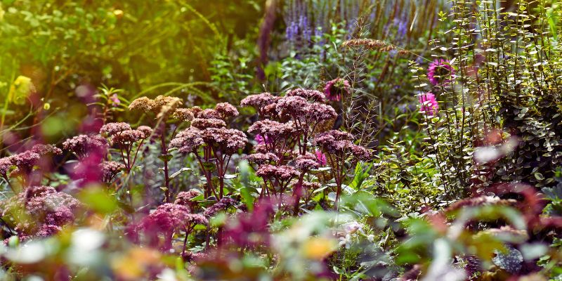 Six Fall-Blooming Pollinator-Friendly Perennials – Organic Mechanics Soil