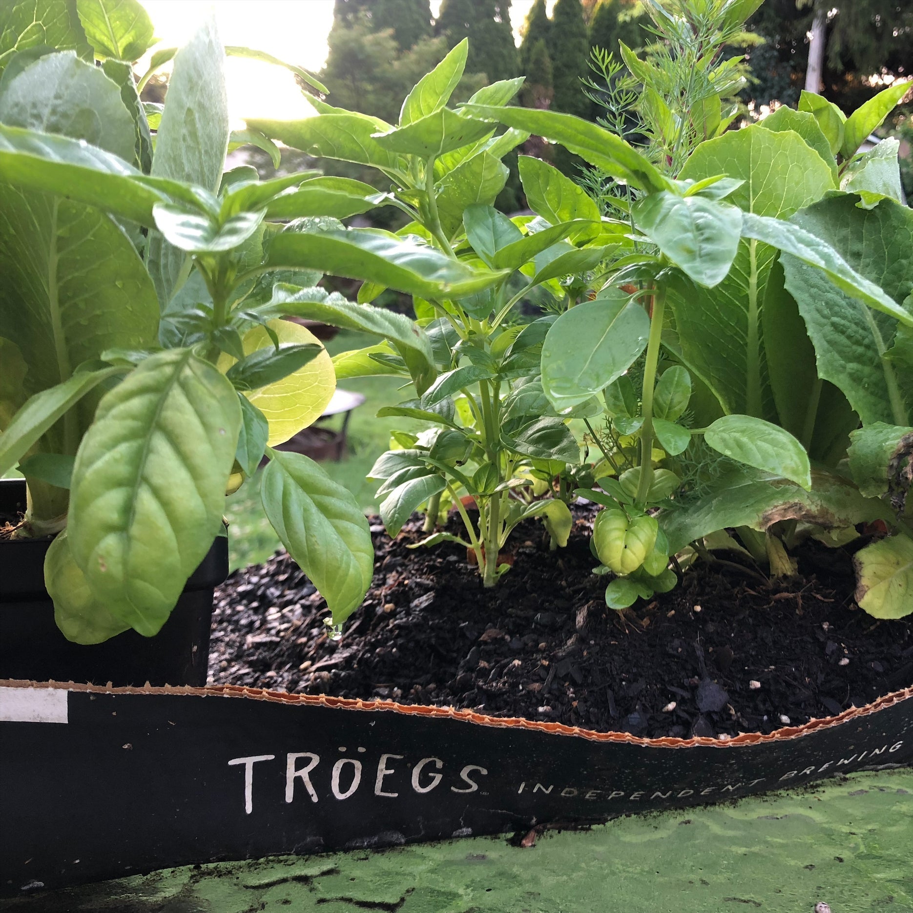 Gardening on Windowsills – Organic Mechanics Soil