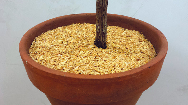 ORGANIC MECHANICS® Pure Rice Hulls – Organic Mechanics Soil