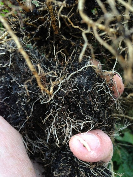 Biochar 2 – Organic Mechanics Soil